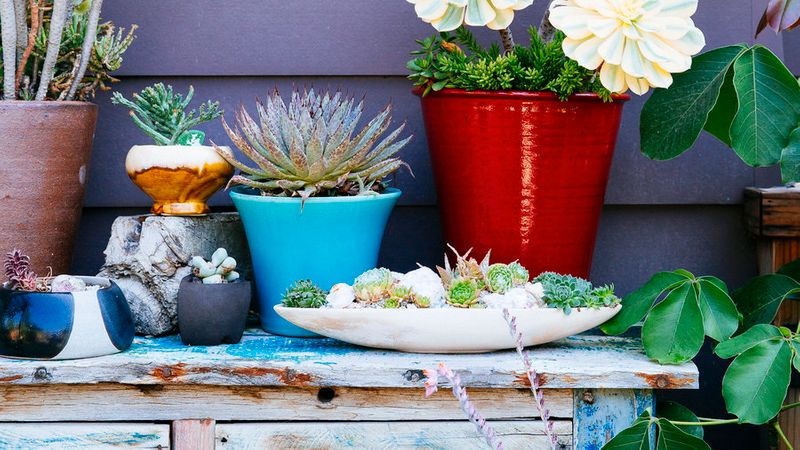 Succulent Container Designs to Win Major Style Points Anywhere - Sunset ...