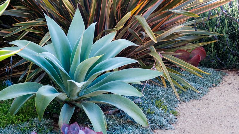 Gorgeous Garden Border Design Ideas for Any Yard in the West - Sunset ...