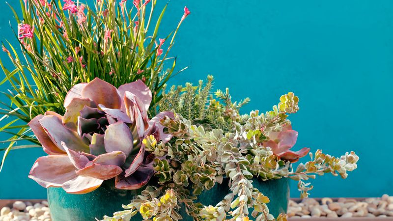 Succulent Container Designs to Win Major Style Points Anywhere - Sunset ...