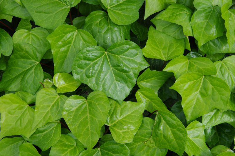 Invasive Plants to Avoid in Your Garden - Sunset Magazine