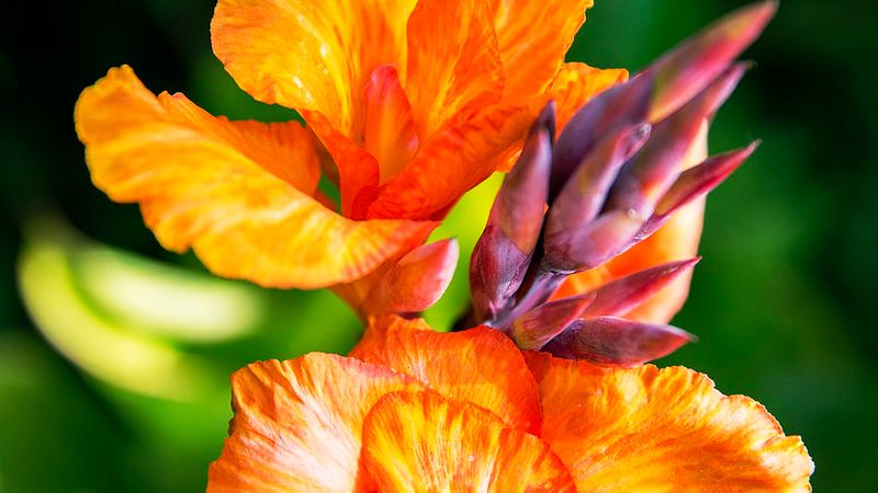 Ideas for a Tropical Garden - Sunset Magazine