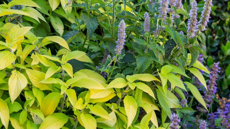 Medicinal Plants You Can Grow at Home - Sunset Magazine