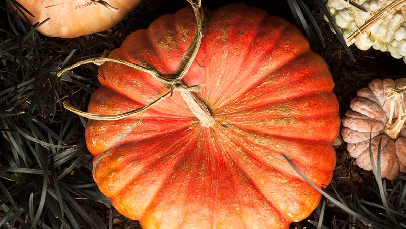 Unusual Fall Pumpkins - Sunset Magazine