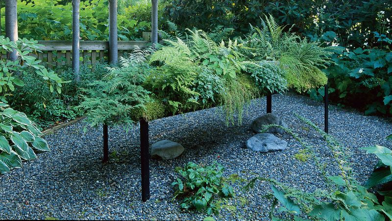 Best Ferns to Plant - Sunset Magazine