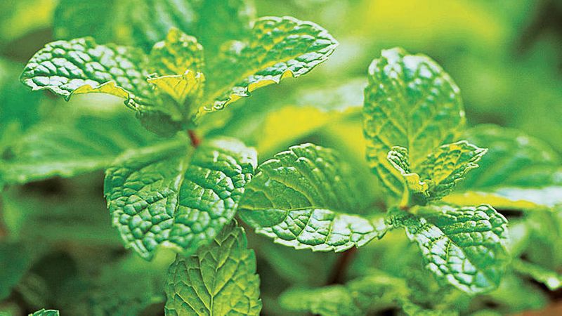 Grow These Fruits & Vegetables, Eat the Most Locally Possible - Sunset ...