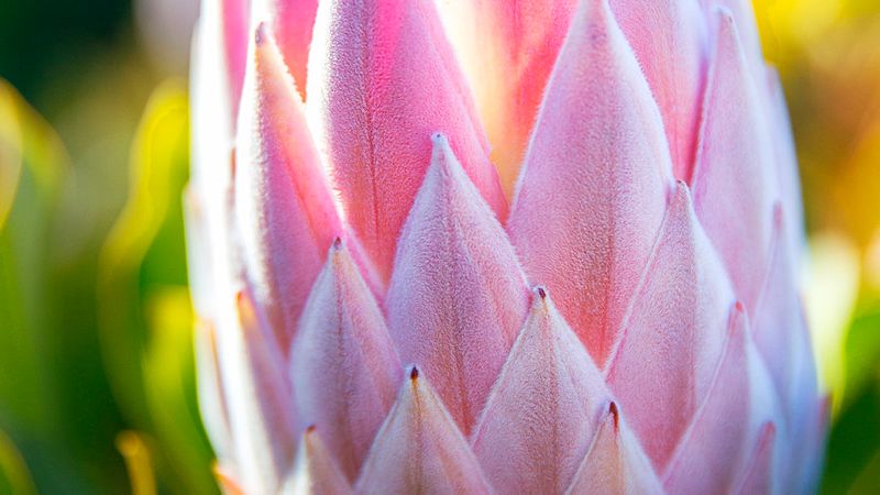 13 Stunning Proteas - Sunset Magazine