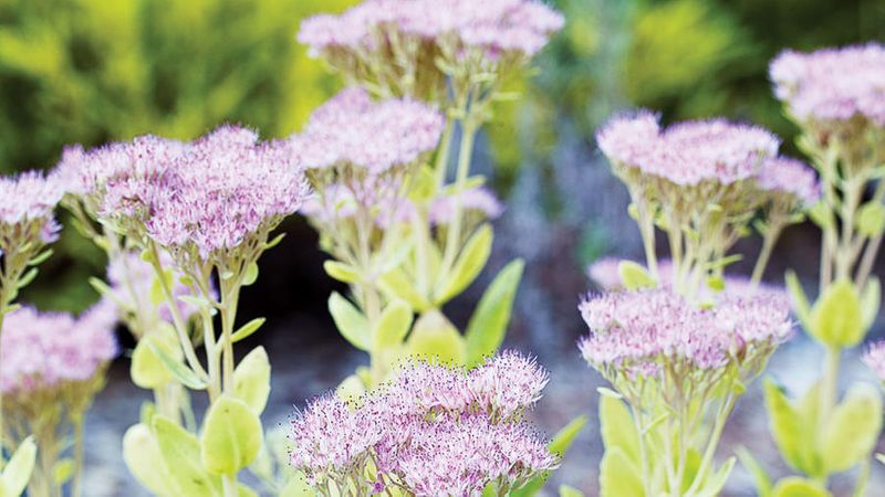 Easy-Care Sedum Plants - Sunset Magazine