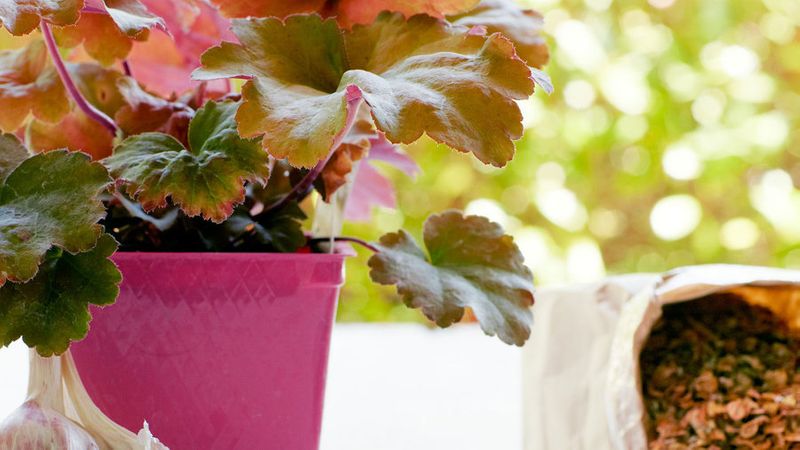 Fall Gardening Guide - Sunset Magazine