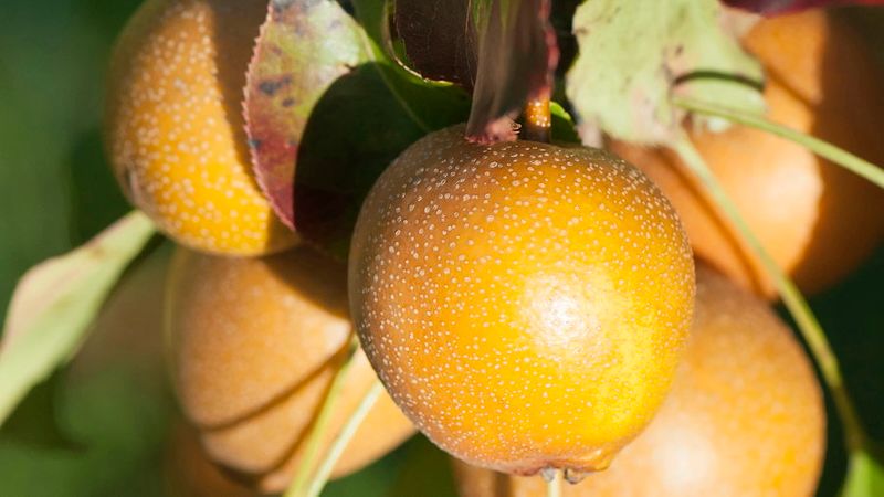 Great recipes for produce from the farmer's market - Sunset Magazine