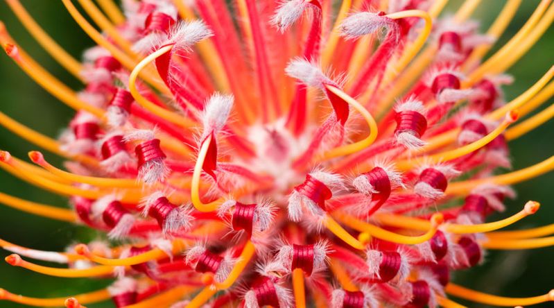 Mediterranean Plants for Your Garden - Sunset Magazine