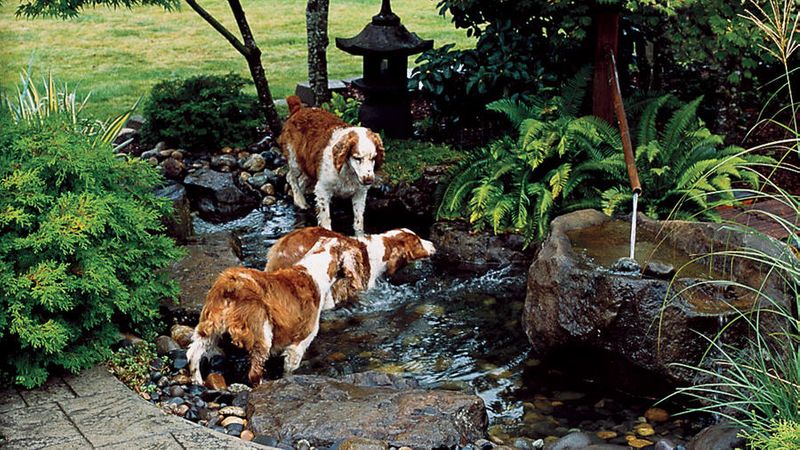 Backyard Ideas for Dogs - Sunset Magazine