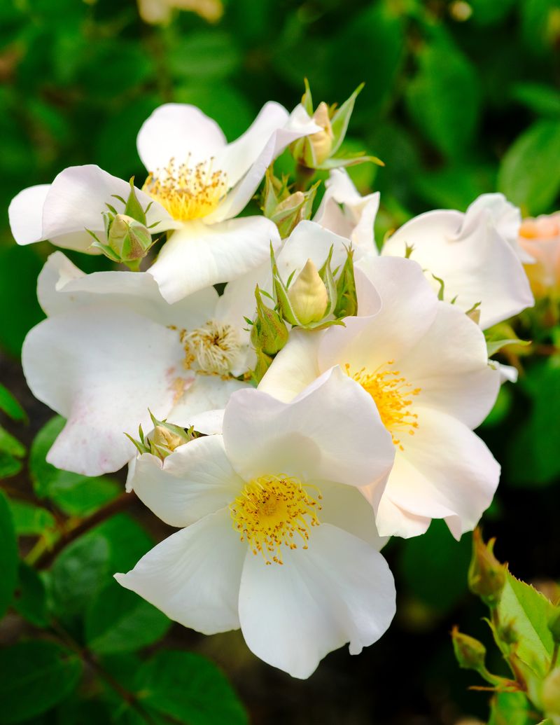 Best Varieties for Your Rose Garden - Sunset Magazine