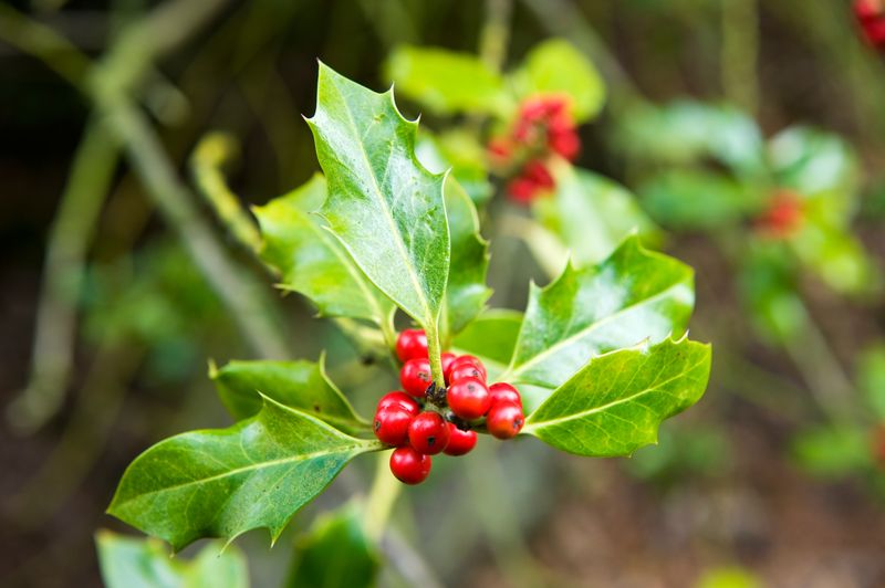 Invasive Plants to Avoid in Your Garden - Sunset Magazine