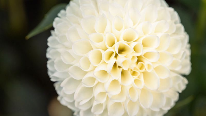 Drool-Worthy Dahlia Varieties for Every Garden and Bouquet - Sunset ...