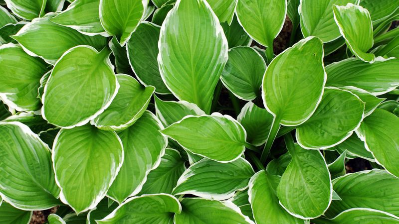 Best Shade-Loving Plants for Containers - Sunset Magazine