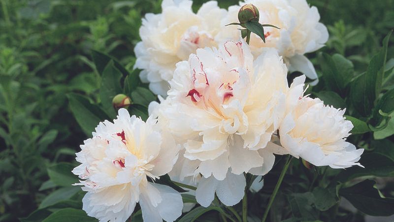 Perfect Peonies: 29 Favorite Varieties and Growing Guide | Sunset ...