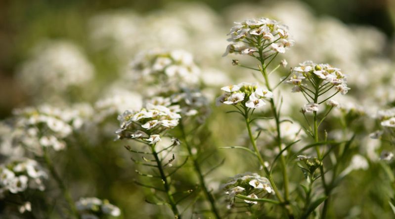 Planting Wildflowers: Top Picks for Fall - Sunset Magazine