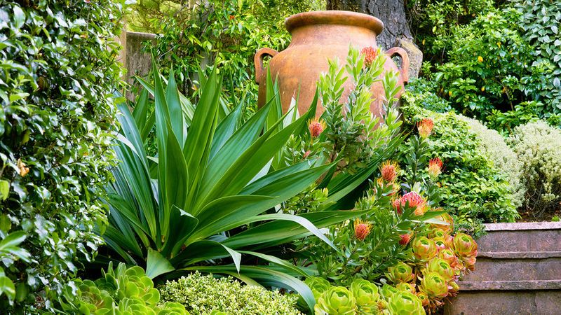 Mediterranean-Climate Gardening - Sunset Magazine