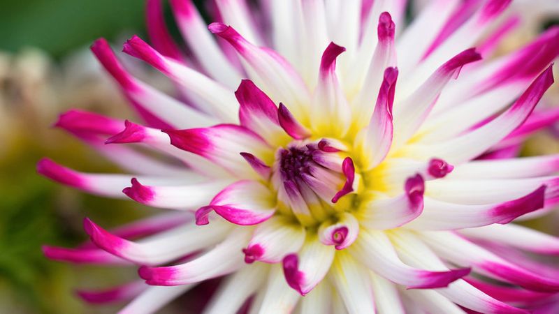 Drool-Worthy Dahlia Varieties for Every Garden and Bouquet - Sunset ...
