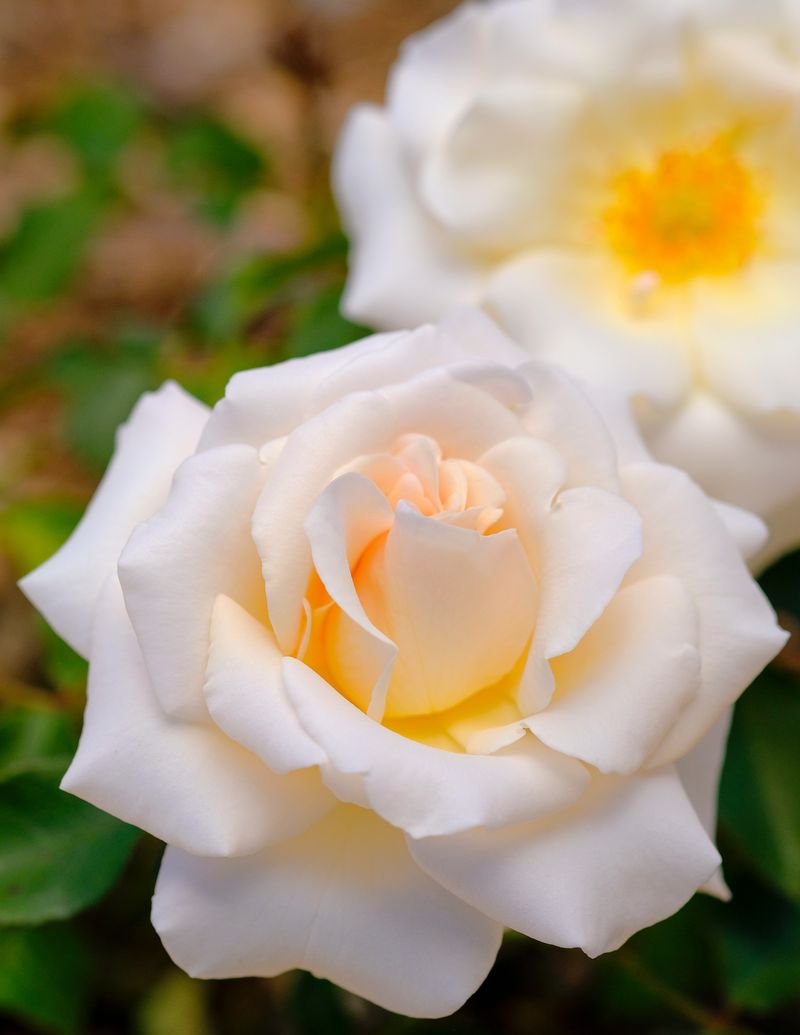 Best Varieties for Your Rose Garden - Sunset Magazine