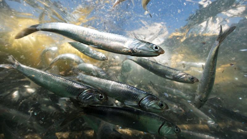 Anchovy Fishing Onboard the Merva W - Sunset Magazine