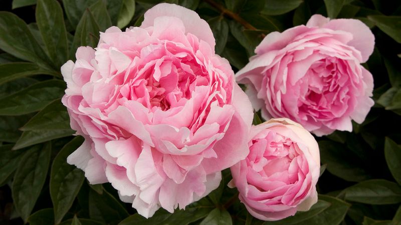 Perfect Peonies: 29 Favorite Varieties and Growing Guide | Sunset ...