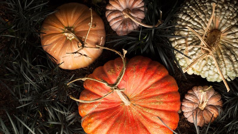 Unusual Fall Pumpkins - Sunset Magazine