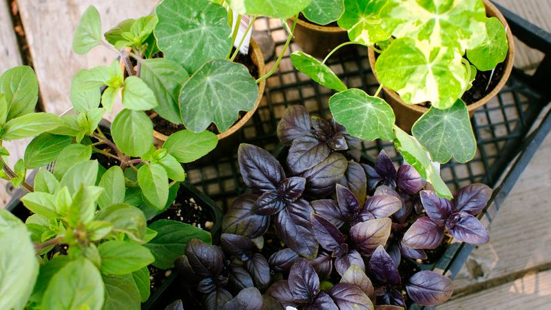 Growing Vegetables: 7 Steps to a DIY Edible Garden - Sunset Magazine