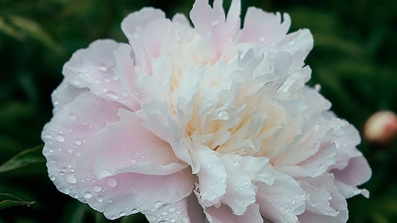 Perfect Peonies: 29 Favorite Varieties and Growing Guide | Sunset ...