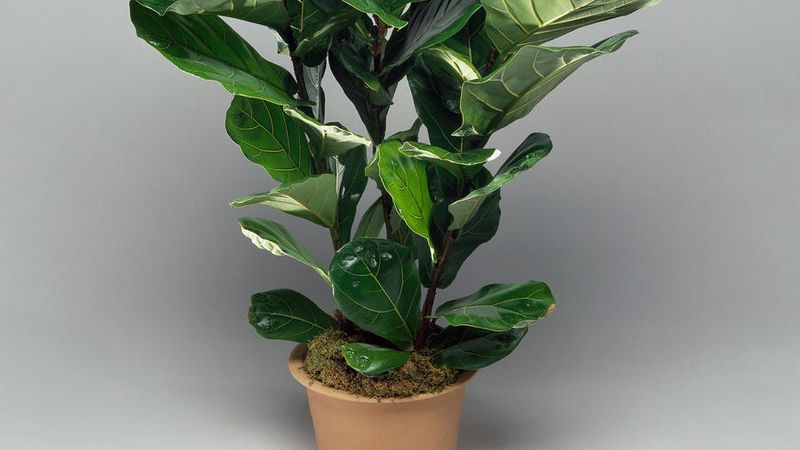Ficus Tree & More Small Trees As Houseplants - Sunset Magazine