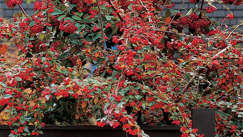 Plants with Ornamental Fall Berries for Tons of Cool-Season Color ...