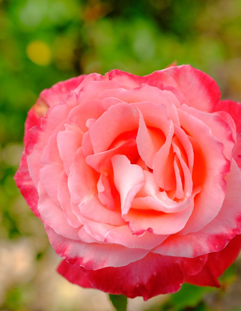 Best Varieties for Your Rose Garden - Sunset Magazine