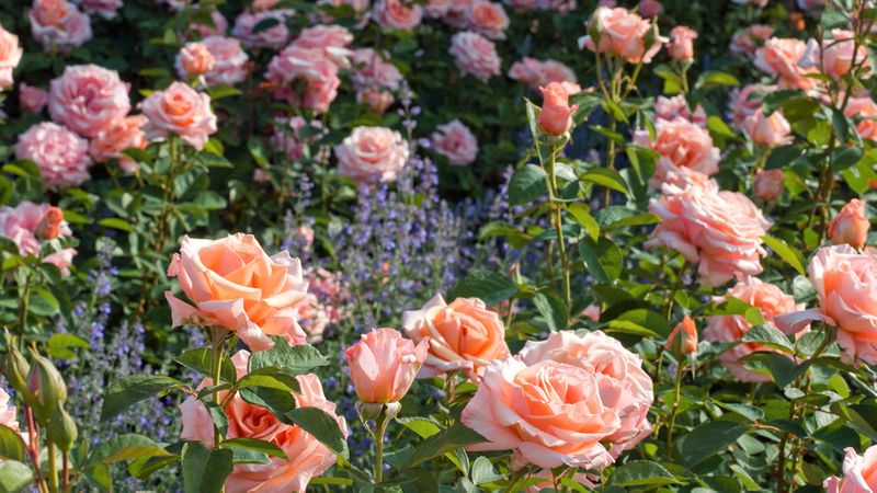 Best Varieties for Your Rose Garden - Sunset Magazine