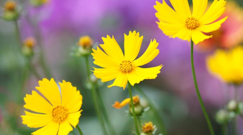 You'll Fall in Love With These Gorgeous Coreopsis Varieties - Sunset ...