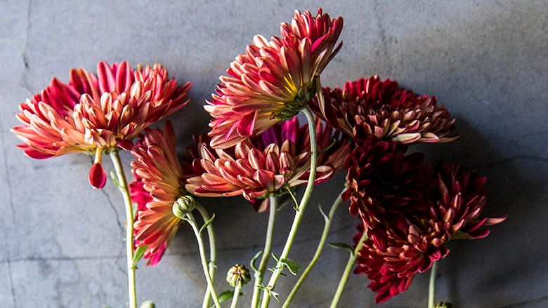 Chrysanthemum: Elegant, Symbolic Flowers for Autumn Bouquets - Sunset ...