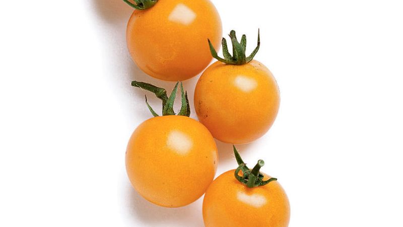 Best Cherry Tomatoes - Sunset Magazine