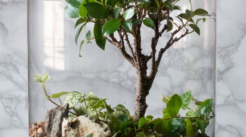 The Best Terrarium Plants for Miniature Gardens Under Glass - Sunset ...