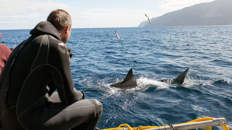 Shark Diving Adventure - Sunset Magazine