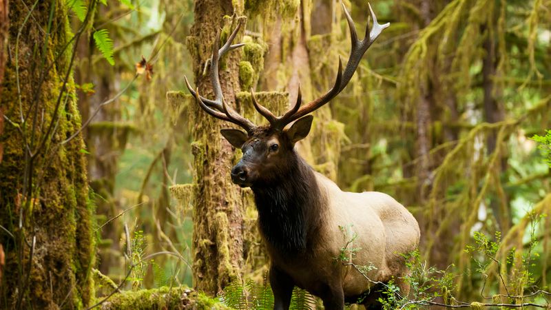 Olympic National Park: 8 Beautiful, Wild Things To See in the Park ...
