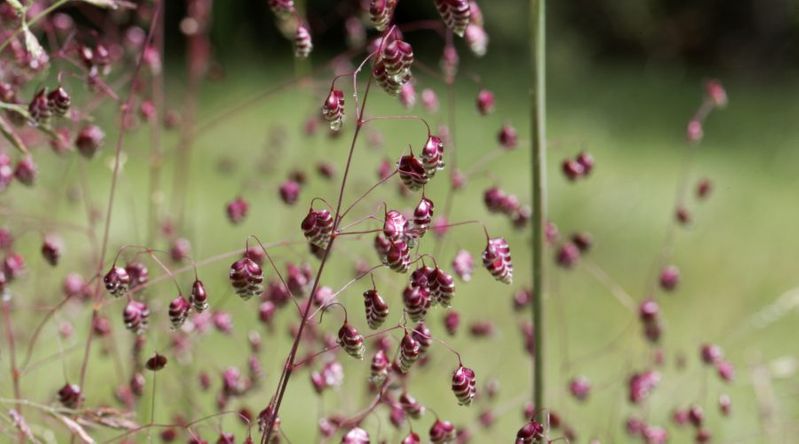 Stay on the Grass with These Gorgeous Fall Specimens - Sunset - Sunset ...