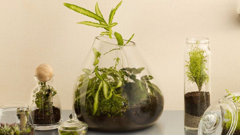 These Easy DIY Terrariums Are Mini-Biodomes For Your Home — Sunset ...