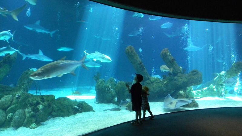 Top Aquariums to Visit - Sunset Magazine