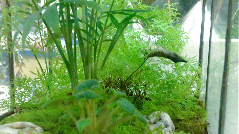 Favorite Terrarium Plants - Sunset Magazine