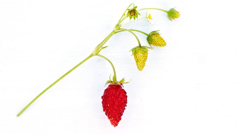 Best Small Space Berries to Plant - Sunset Magazine