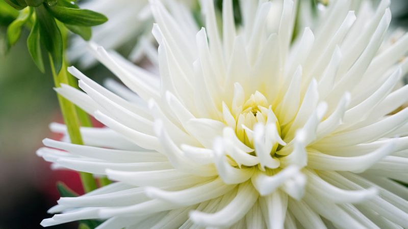 Drool-Worthy Dahlia Varieties for Every Garden and Bouquet - Sunset ...