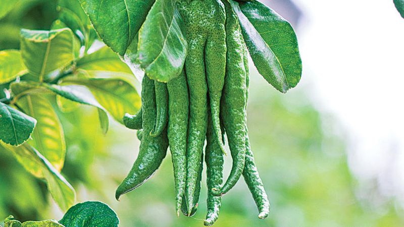 Favorite Citrus Trees - Sunset Magazine