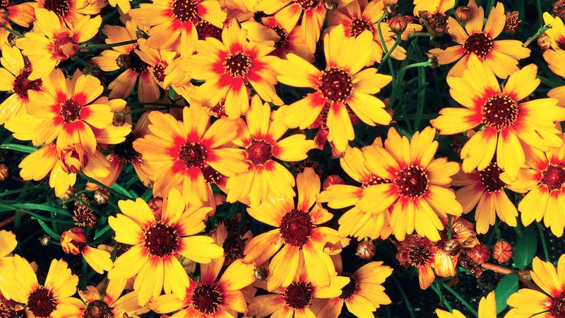 You'll Fall in Love With These Gorgeous Coreopsis Varieties - Sunset ...