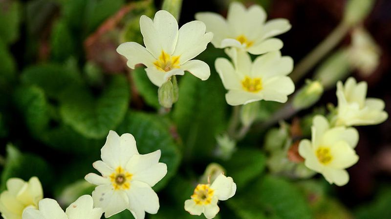 Spring-Blooming Flowers to Wake up Your Garden - Sunset Magazine