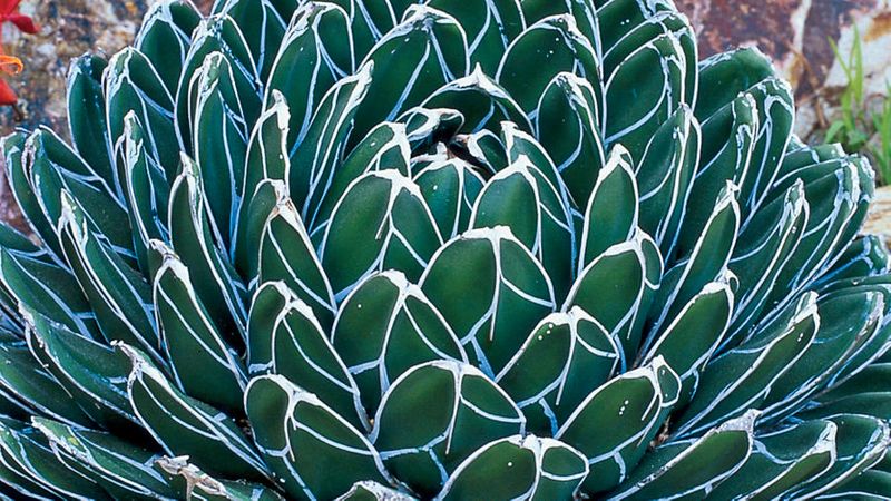 The Most Beautiful Agave Plants and How to Care For Them - Sunset ...