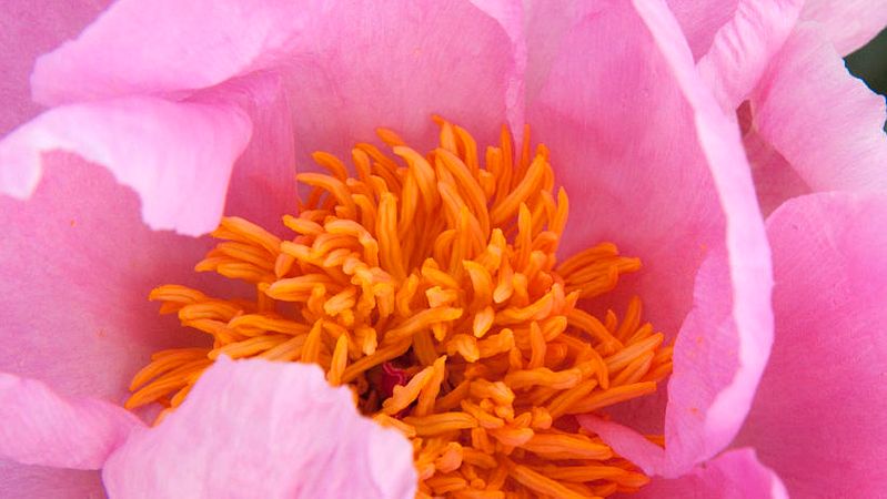 Perfect Peonies: 29 Favorite Varieties and Growing Guide | Sunset ...